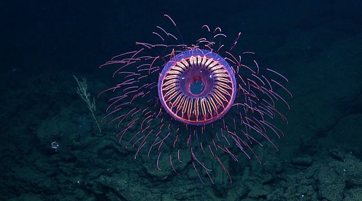 Unik Hingga Seram, Ini Penampakan 8 Hewan Laut yang Tampak Seperti ...