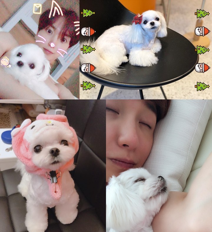 Intip Potret 7 Idol K-Pop dengan Anjing Peliharaannya, Bikin Fans Iri!
