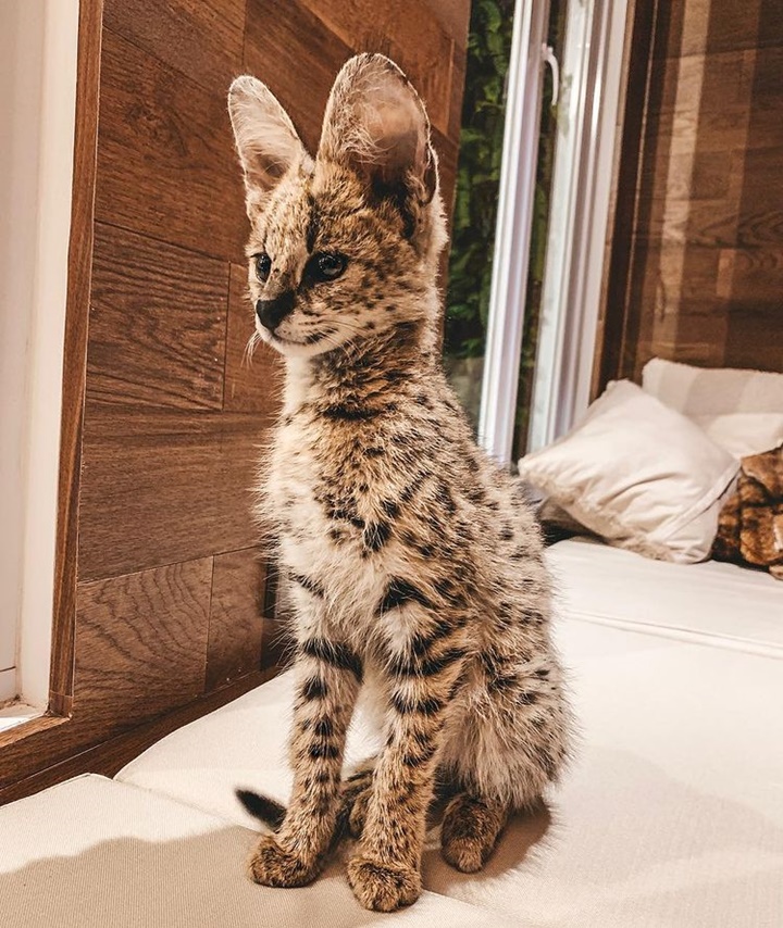 7 Seleb Indonesia Ini Kerap Pamer Foto Hewan Kesayangan, Dari Yang Imut ...