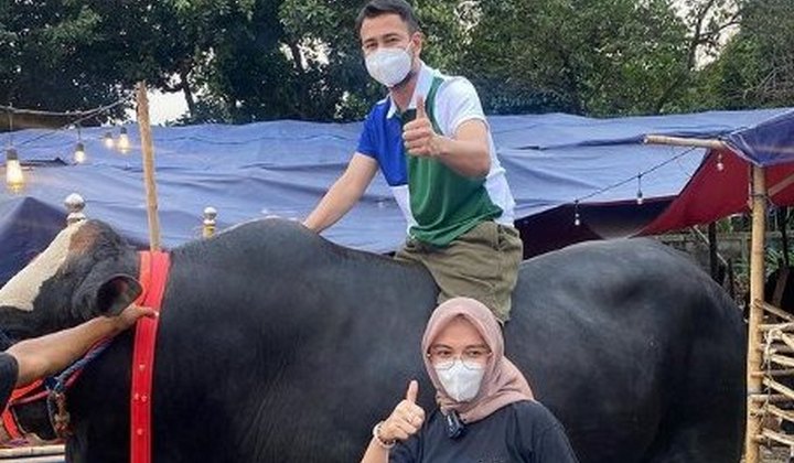 Super Sultan, Raffi Ahmad Kurban Sapi Khusus dari Gunung Kidul Seberat 1,4 Ton